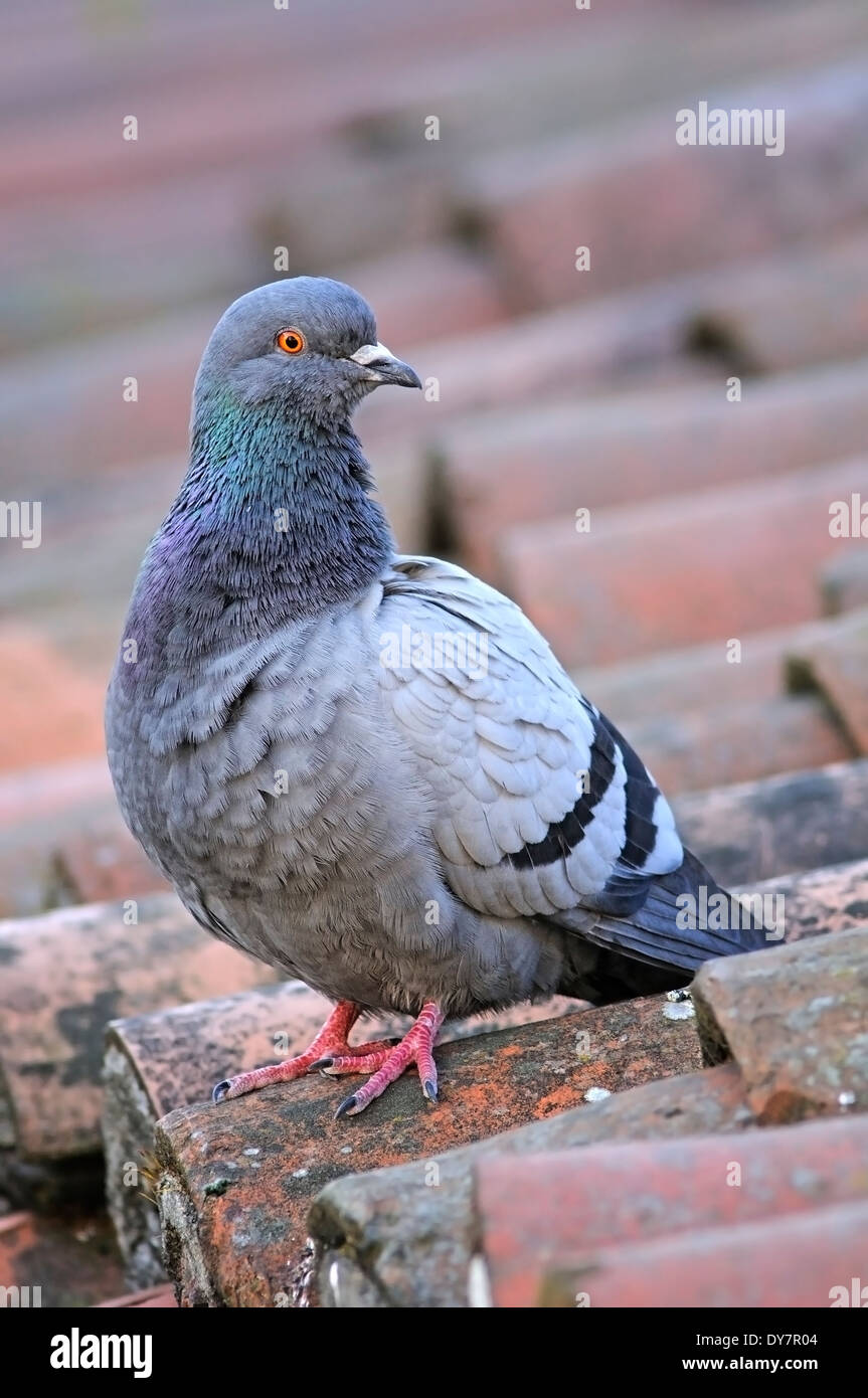 Vertical portrait of Rock Dove, Columba livia (Columbidae), adult ...