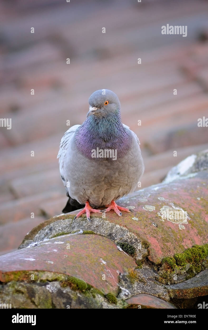 Vertical portrait of Rock Dove, Columba livia (Columbidae), adult ...