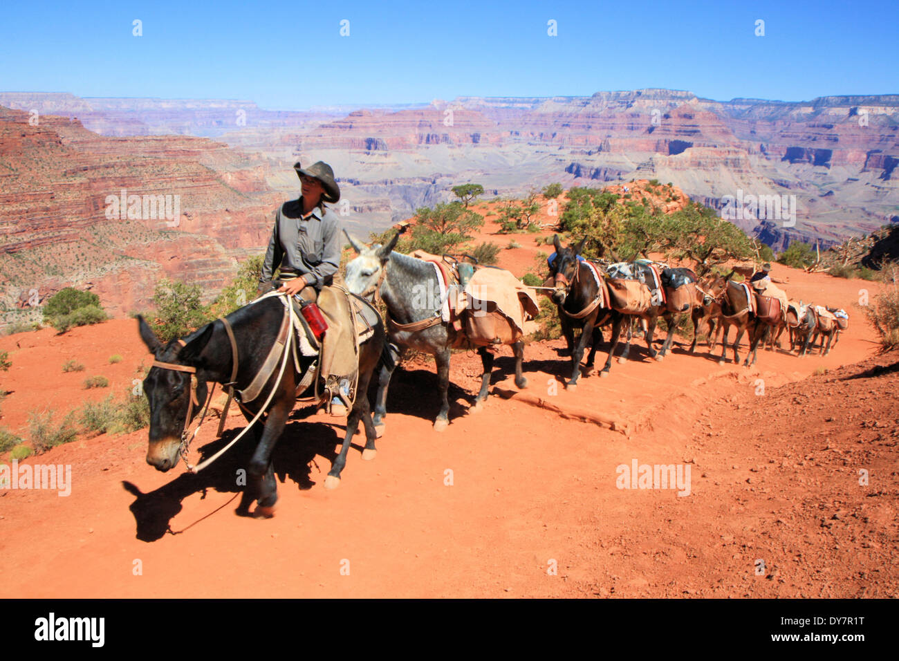 Mules transport in Grand canyon National Park on Kaibab trail, Arizona ...