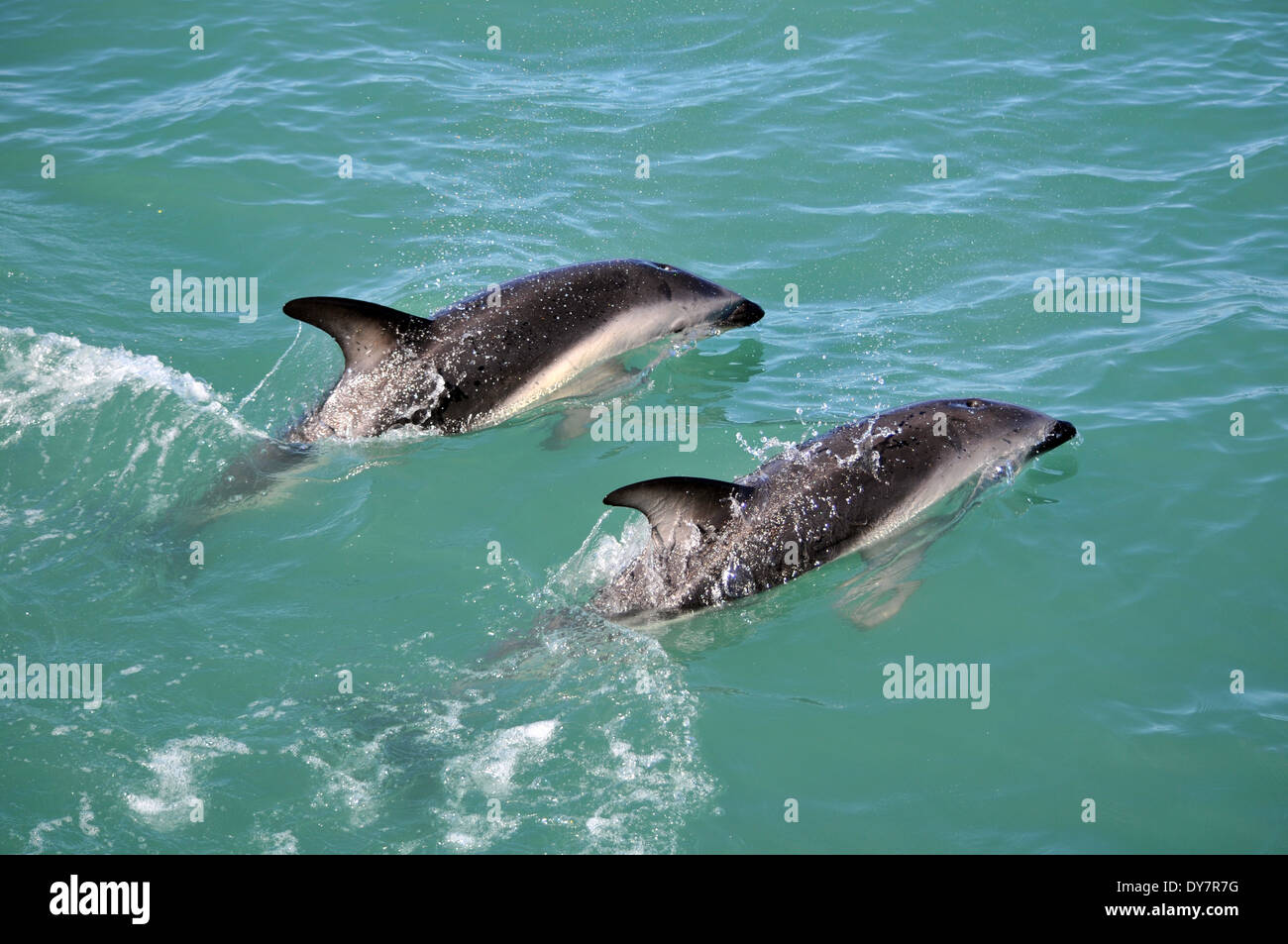 Dusky dolphins, Lagenorhynchus obscurus, Kaikoura, South Island, New ...