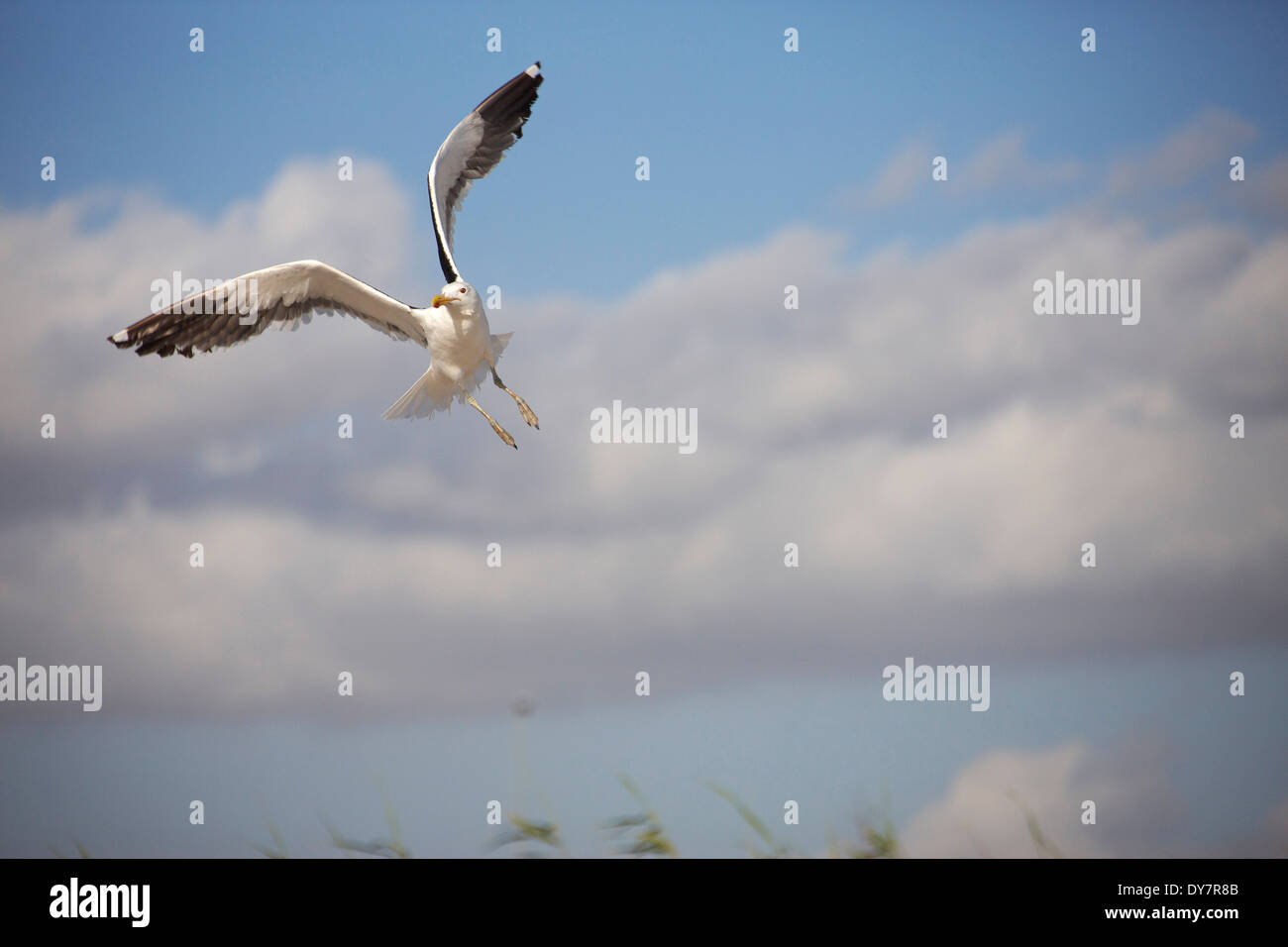 Seagull Mid Air High Resolution Stock Photography and Images - Alamy