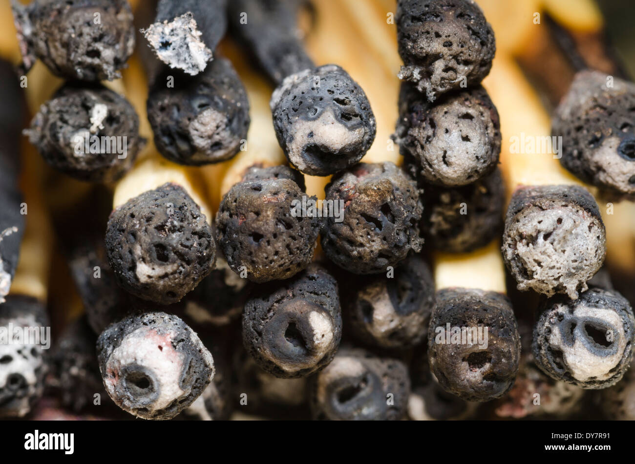 Burnt down matches hi-res stock photography and images - Alamy
