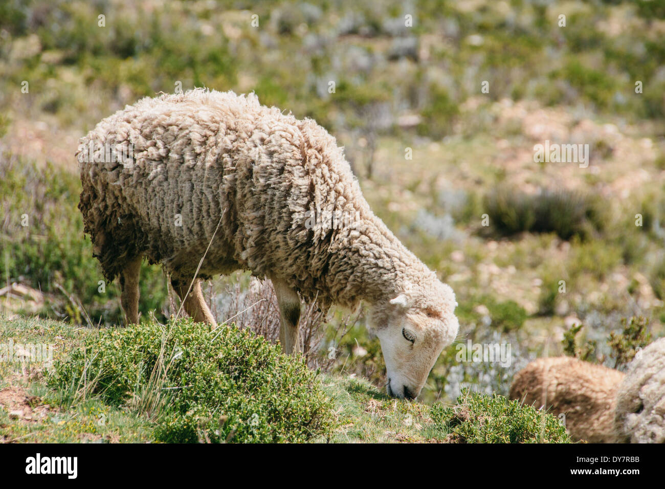 South America, Bolivia, Laka Titicaca, Sheep grazing on a meadow Stock ...