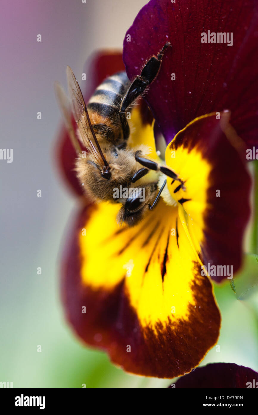 Honey bee on pansy flower Stock Photo - Alamy