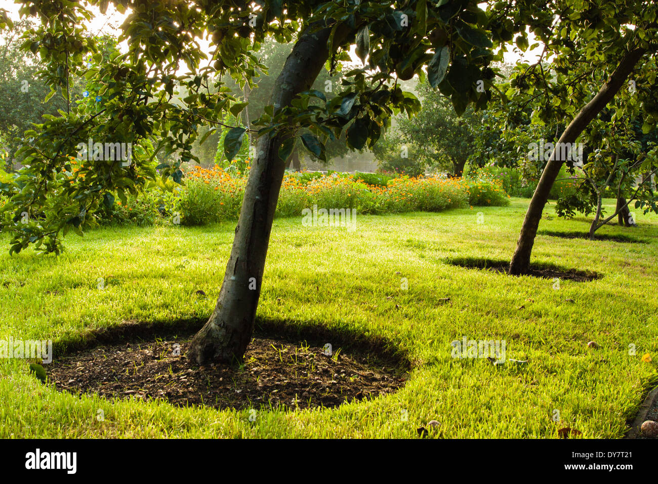 Tree circles cut into the lawn at Fulham Palace Stock Photo - Alamy