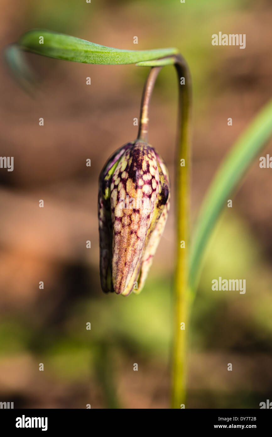 Spotted snakes hi-res stock photography and images - Alamy