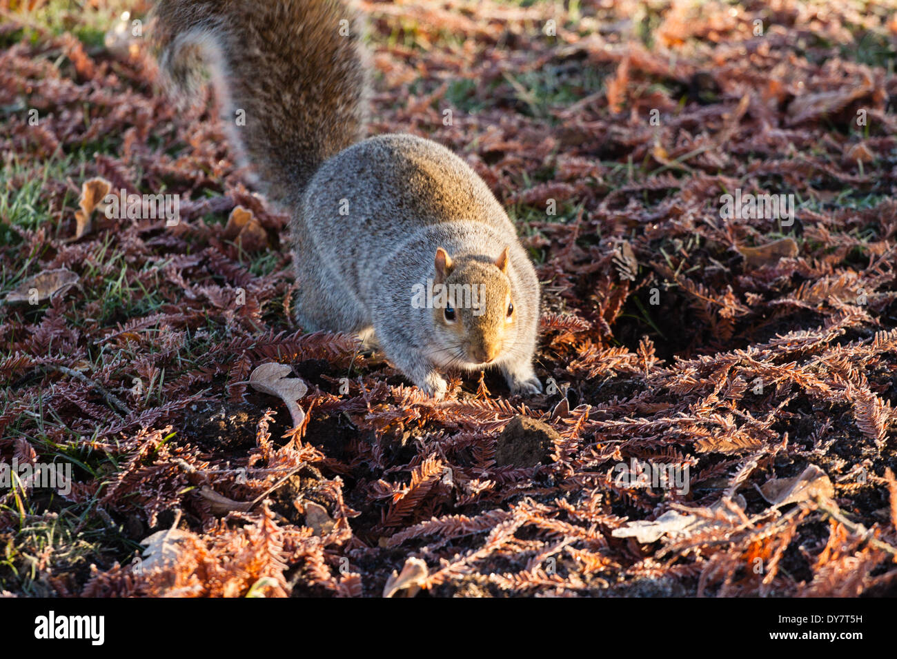 Frozen squirrel hi-res stock photography and images - Alamy