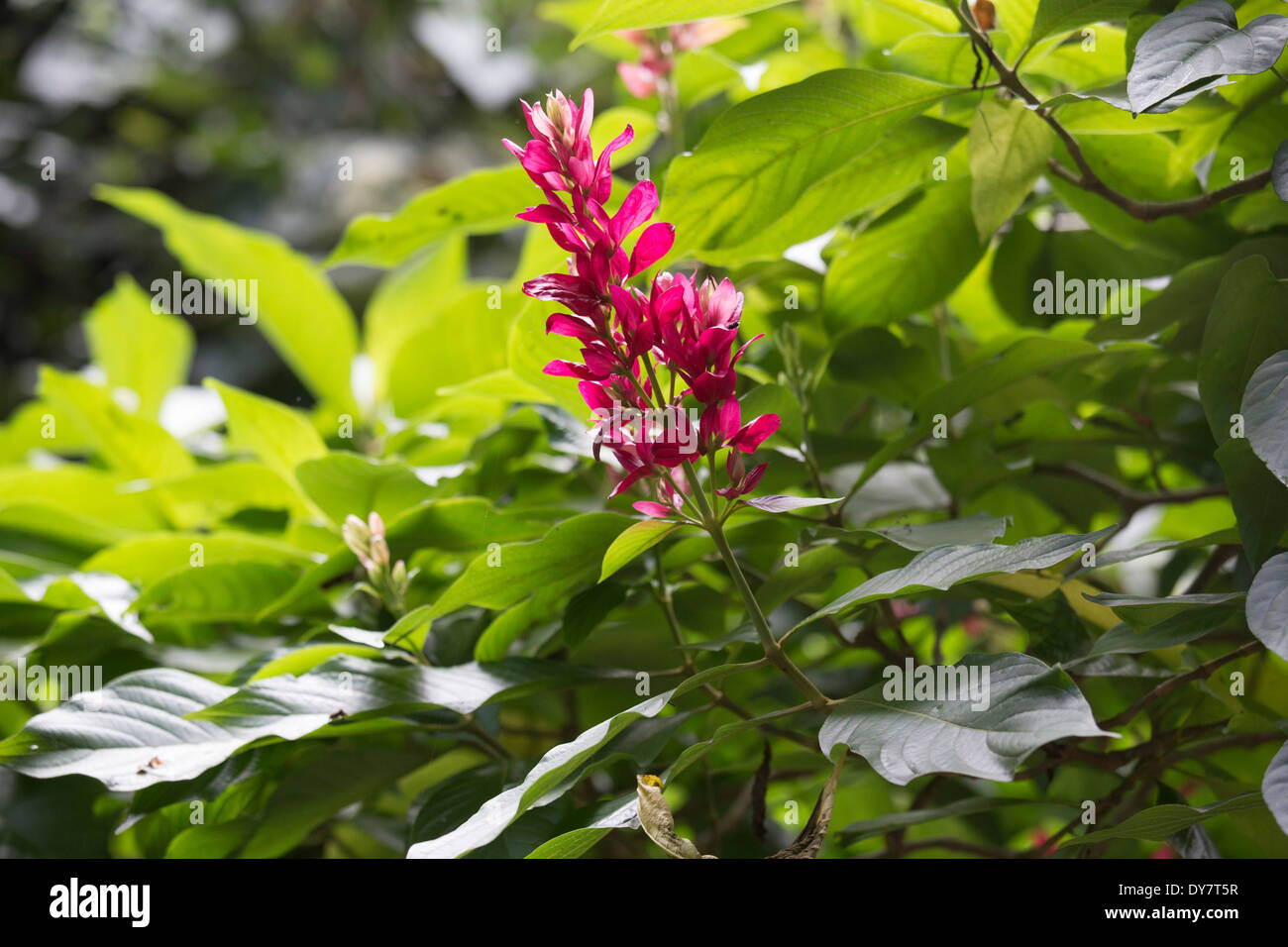Royal Botanical Gardens, Peradeniya, Kandy, Sri Lanka Stock Photo - Alamy