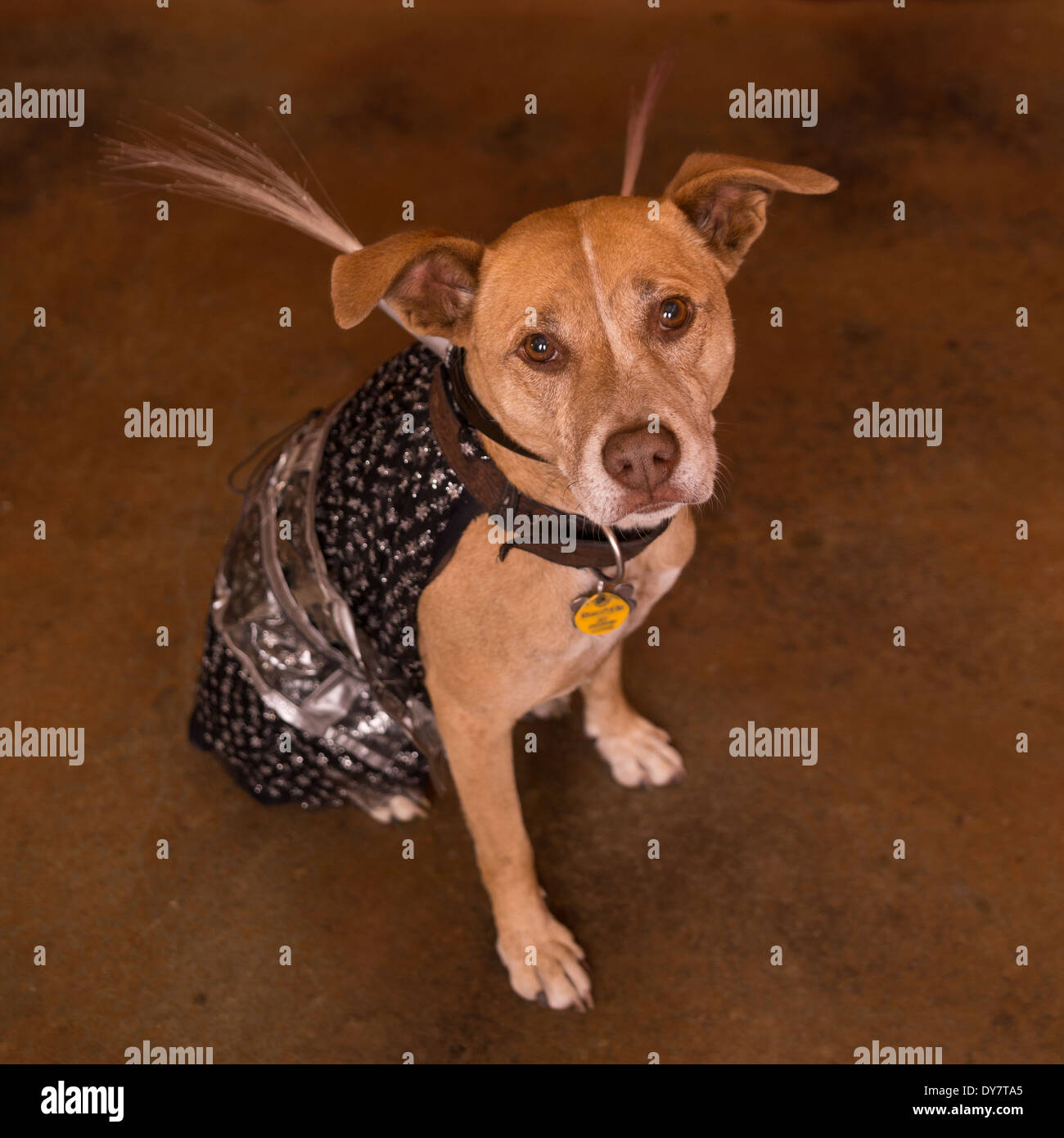 Funny dog dressed in alien costume for Halloween Stock Photo - Alamy