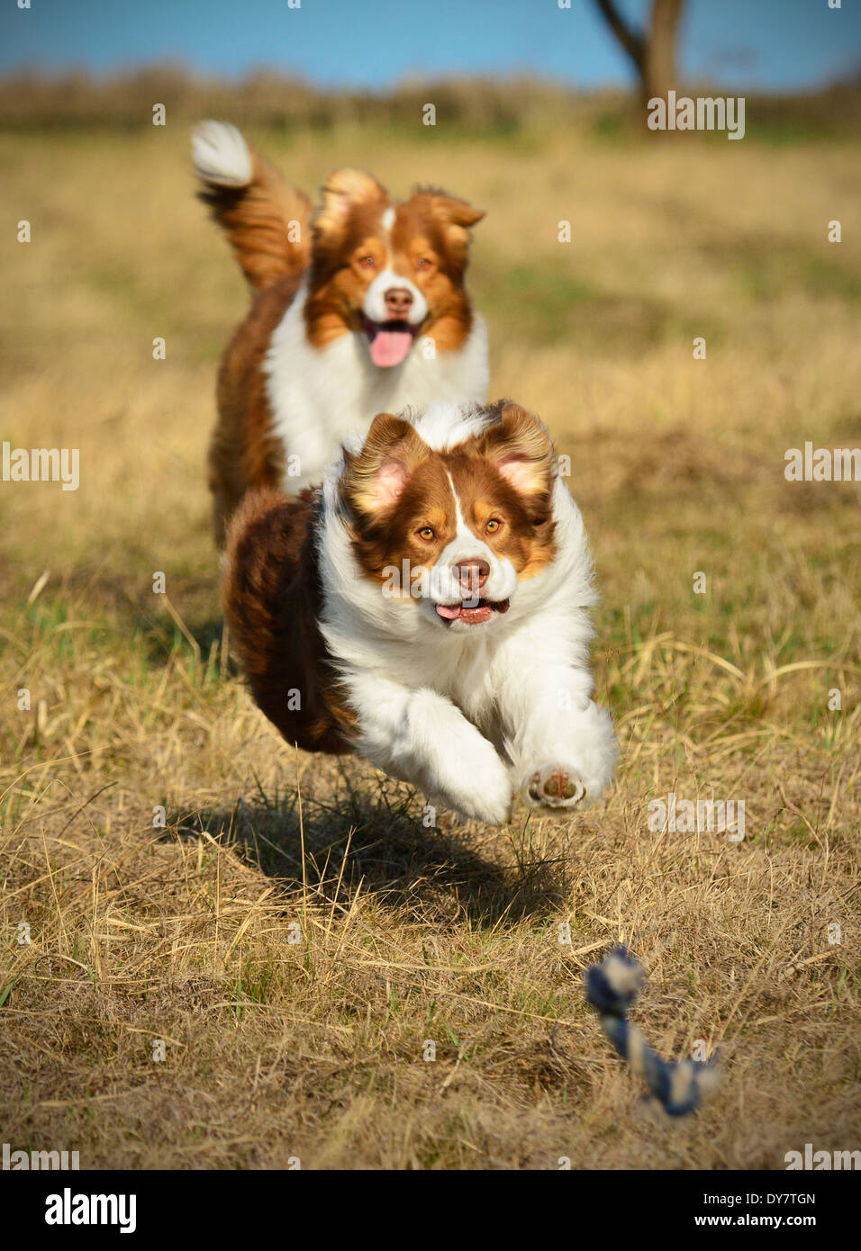 Australian shepherd playing hi-res stock photography and images - Alamy