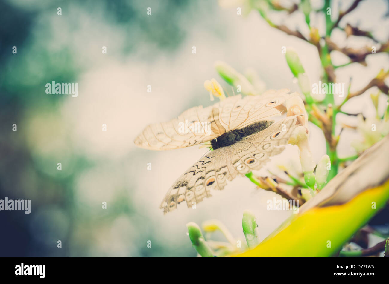 Little butterfly in the nature or in the garden Stock Photo - Alamy