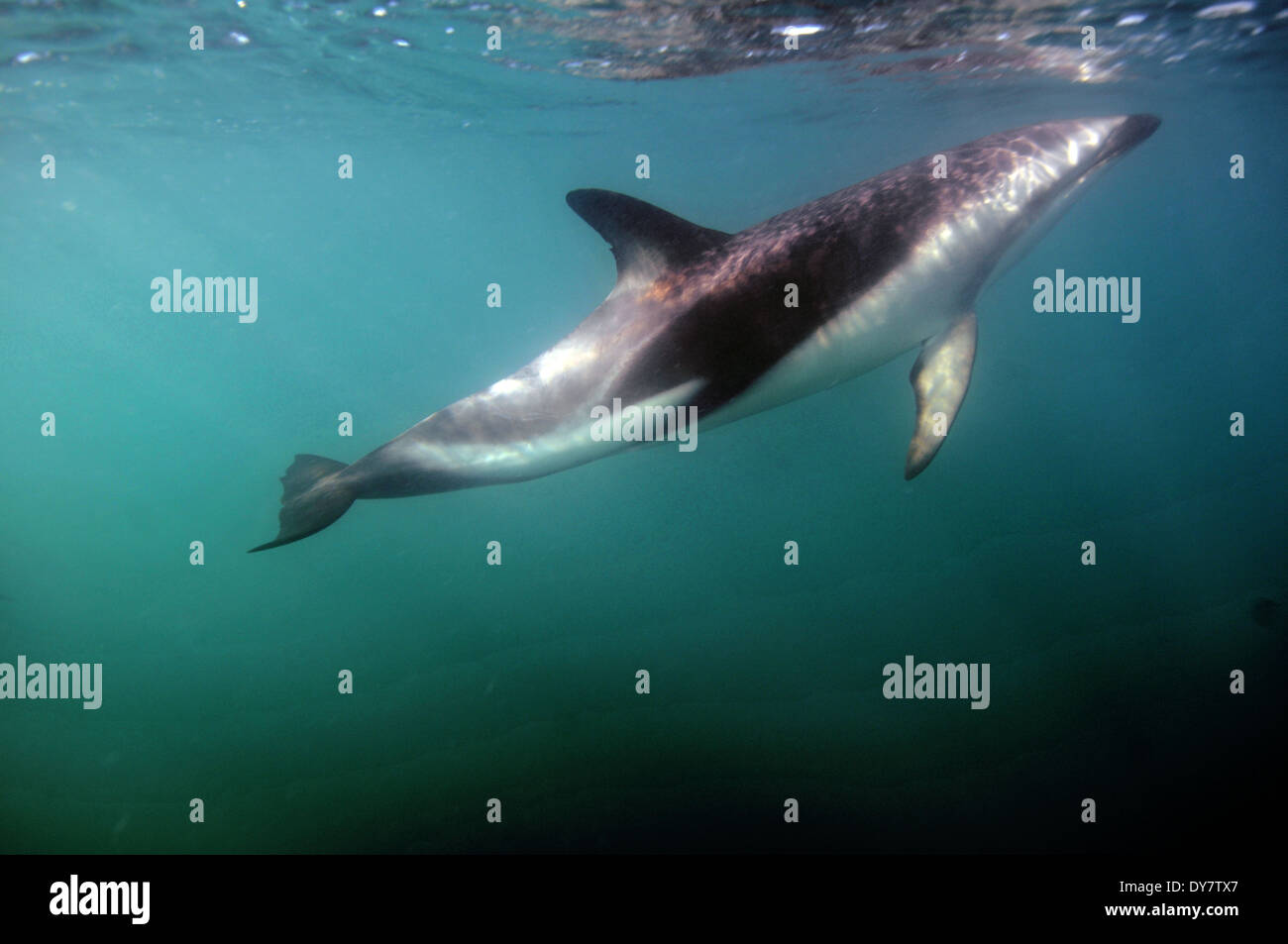 Dusky dolphin, Lagenorhynchus obscurus, taking a breath on the surface ...