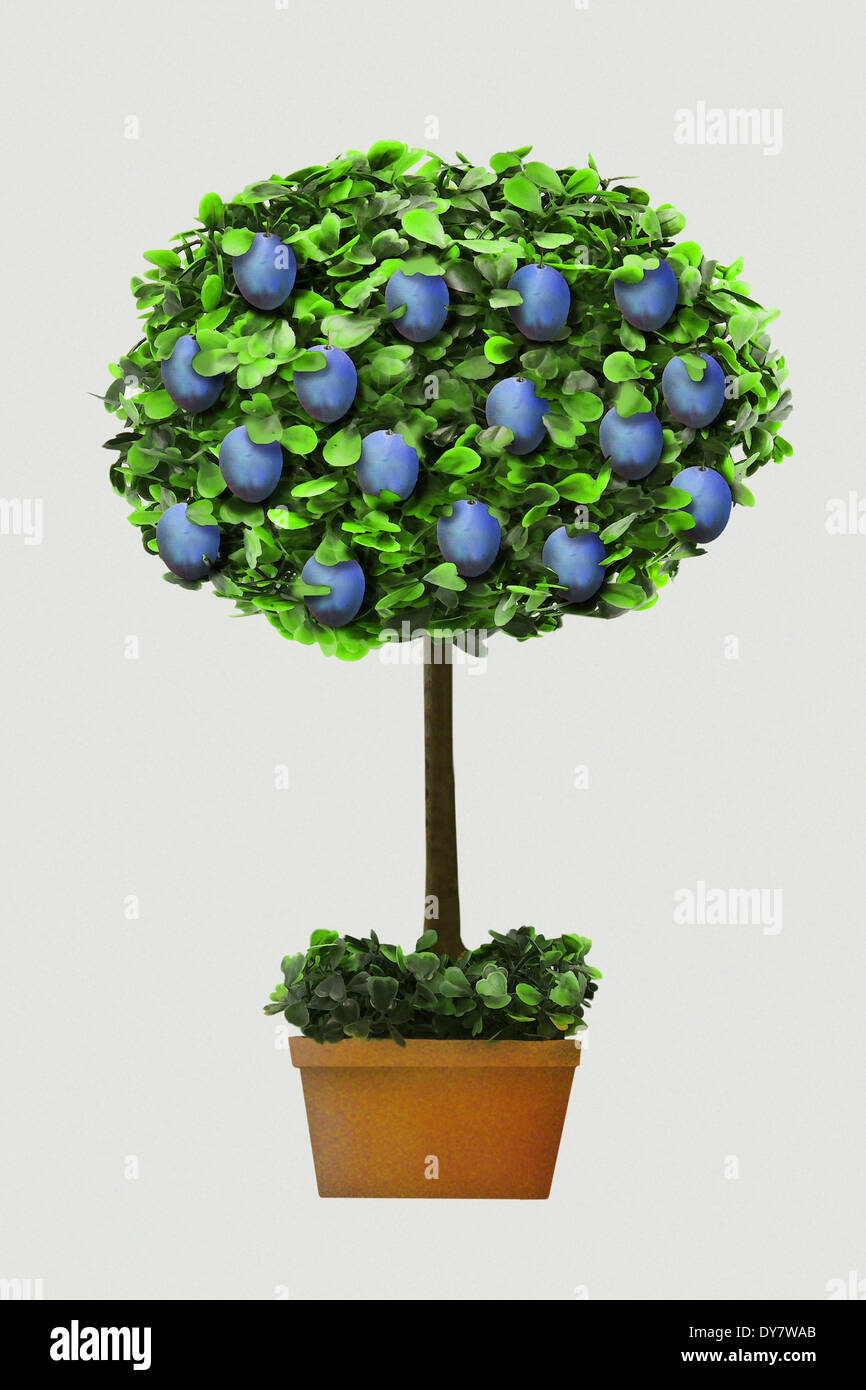 Plum trees in a pot, graphics Stock Photo - Alamy