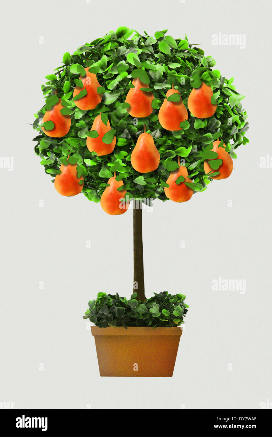 Pear tree pot hi-res stock photography and images - Alamy