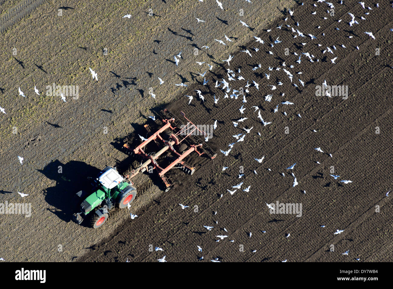 Aerial view, farmer harrowing a field with a tractor, surrounded by ...