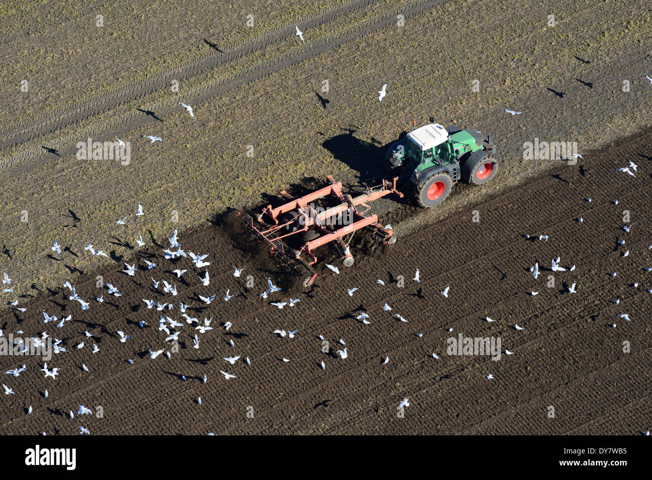 Aerial view, farmer harrowing a field with a tractor, surrounded by ...