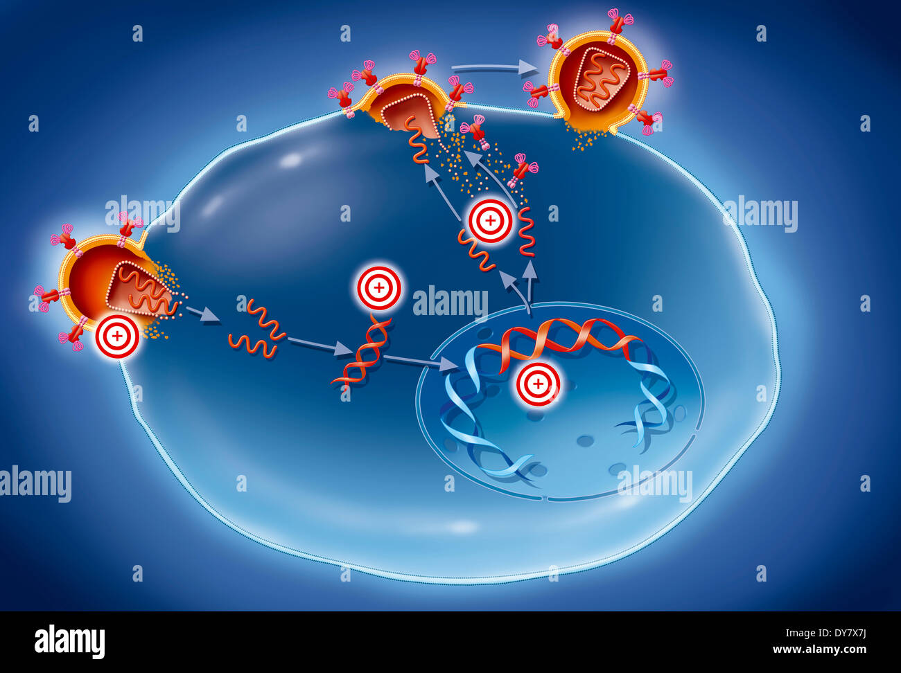 Aids virus infection, drawing Stock Photo - Alamy
