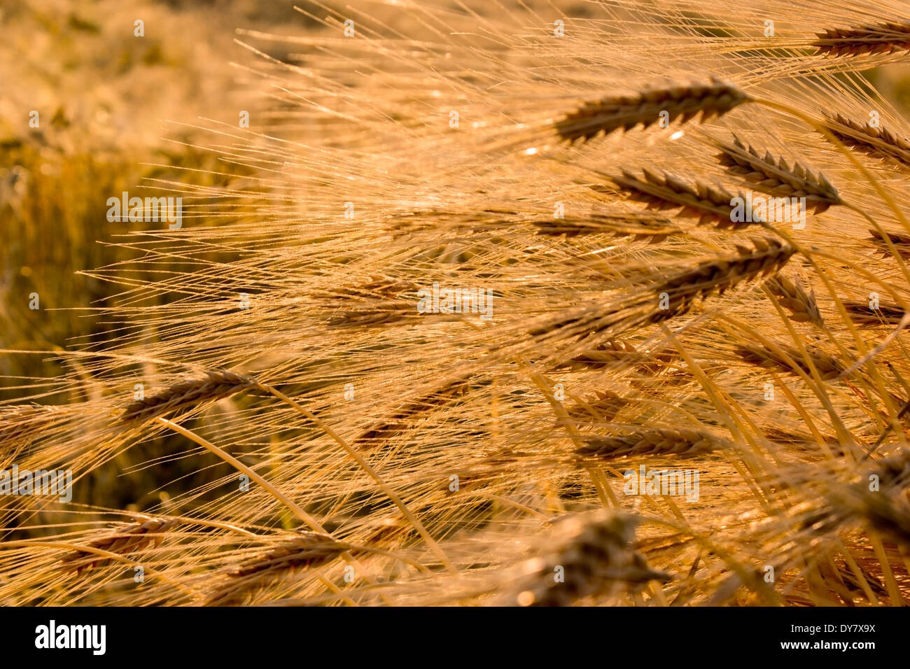 Close up of ears of barley hi-res stock photography and images - Alamy
