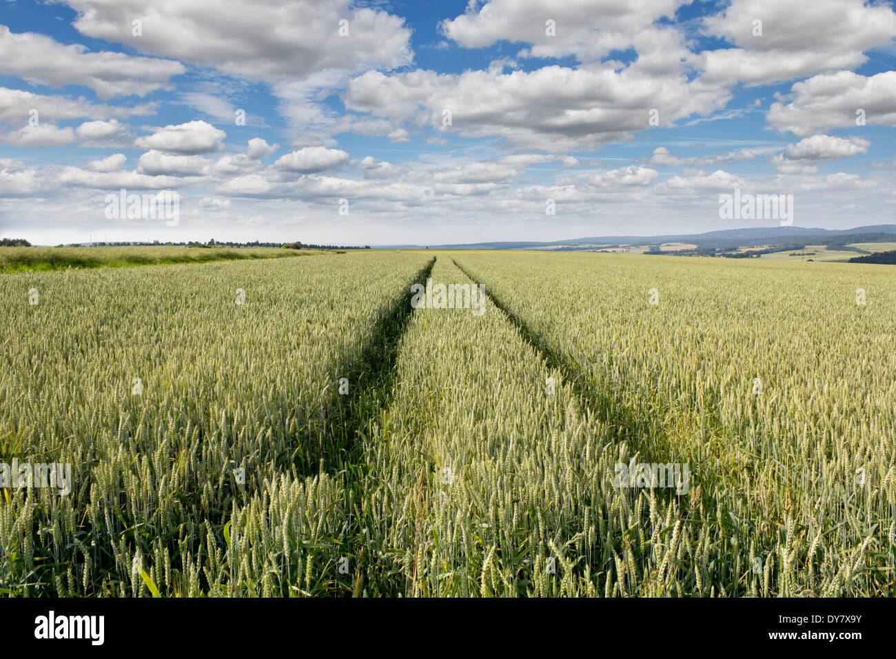 Germany wheat grain hi-res stock photography and images - Alamy