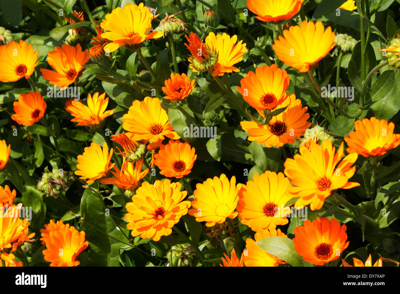 Germany, Calendula flowers Stock Photo - Alamy