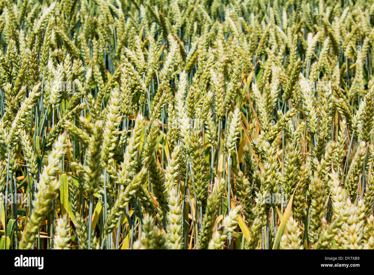 Germany wheat hi-res stock photography and images - Alamy