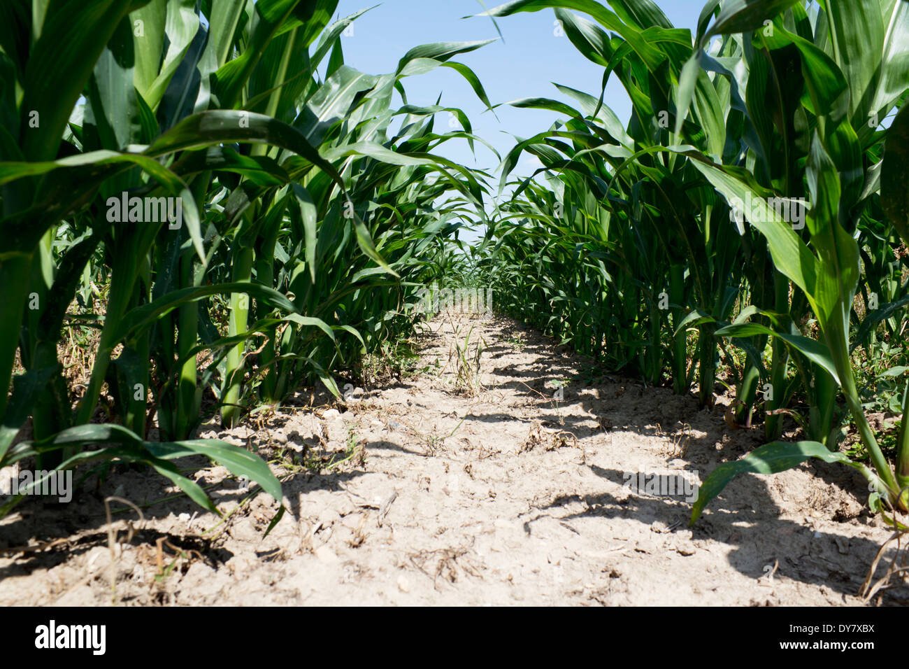 Maizefield with row of maize plants (Zea mays Stock Photo - Alamy