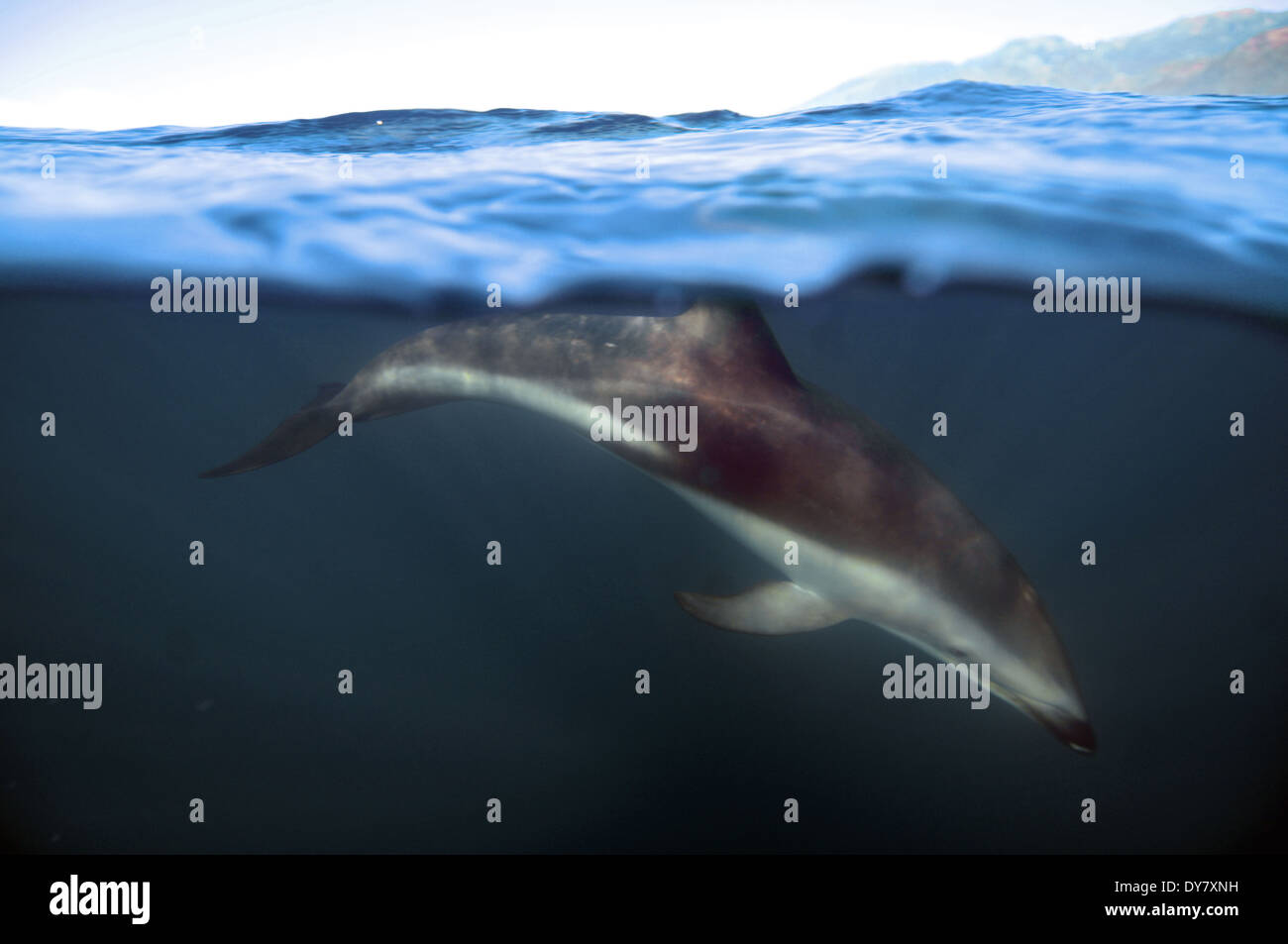 Dusky dolphin new zealand hi-res stock photography and images - Alamy