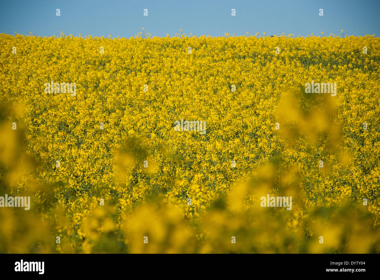 Fields of Rapeseed in bloom in Spring, Kent Stock Photo - Alamy