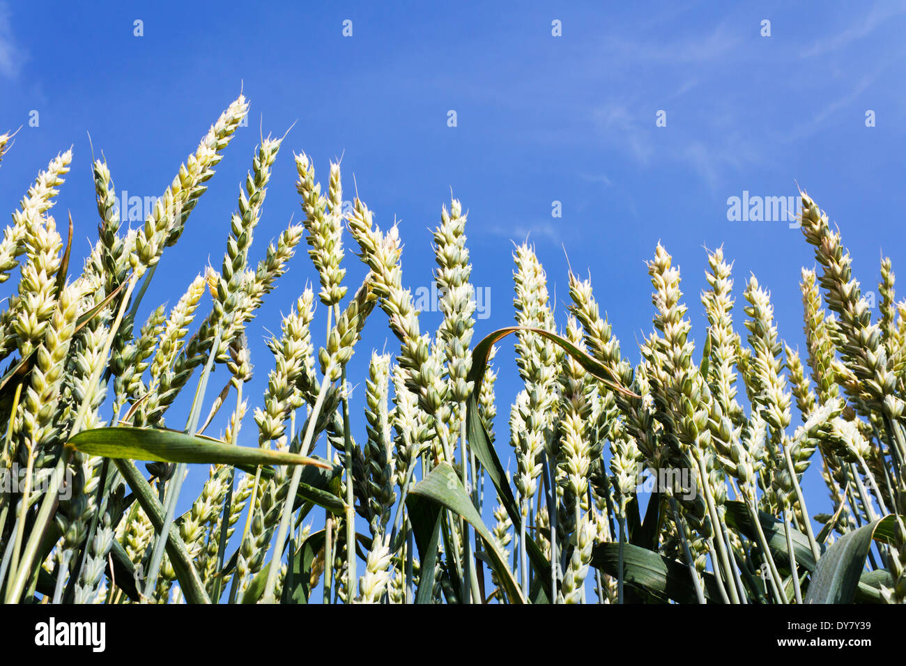 Lower palatinate hi-res stock photography and images - Alamy
