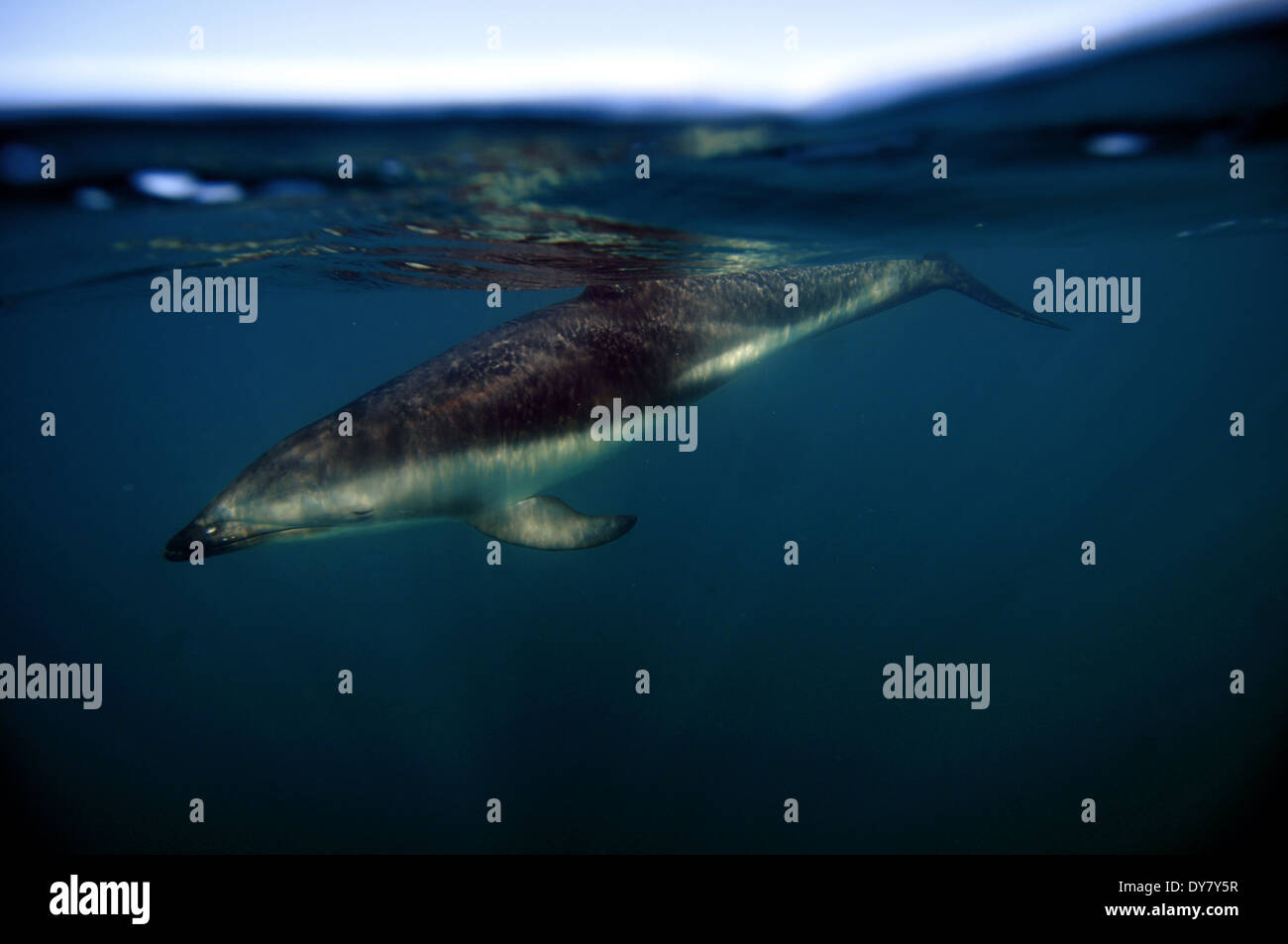 Dusky dolphin, Lagenorhynchus obscurus, Kaikoura, South Island, New ...