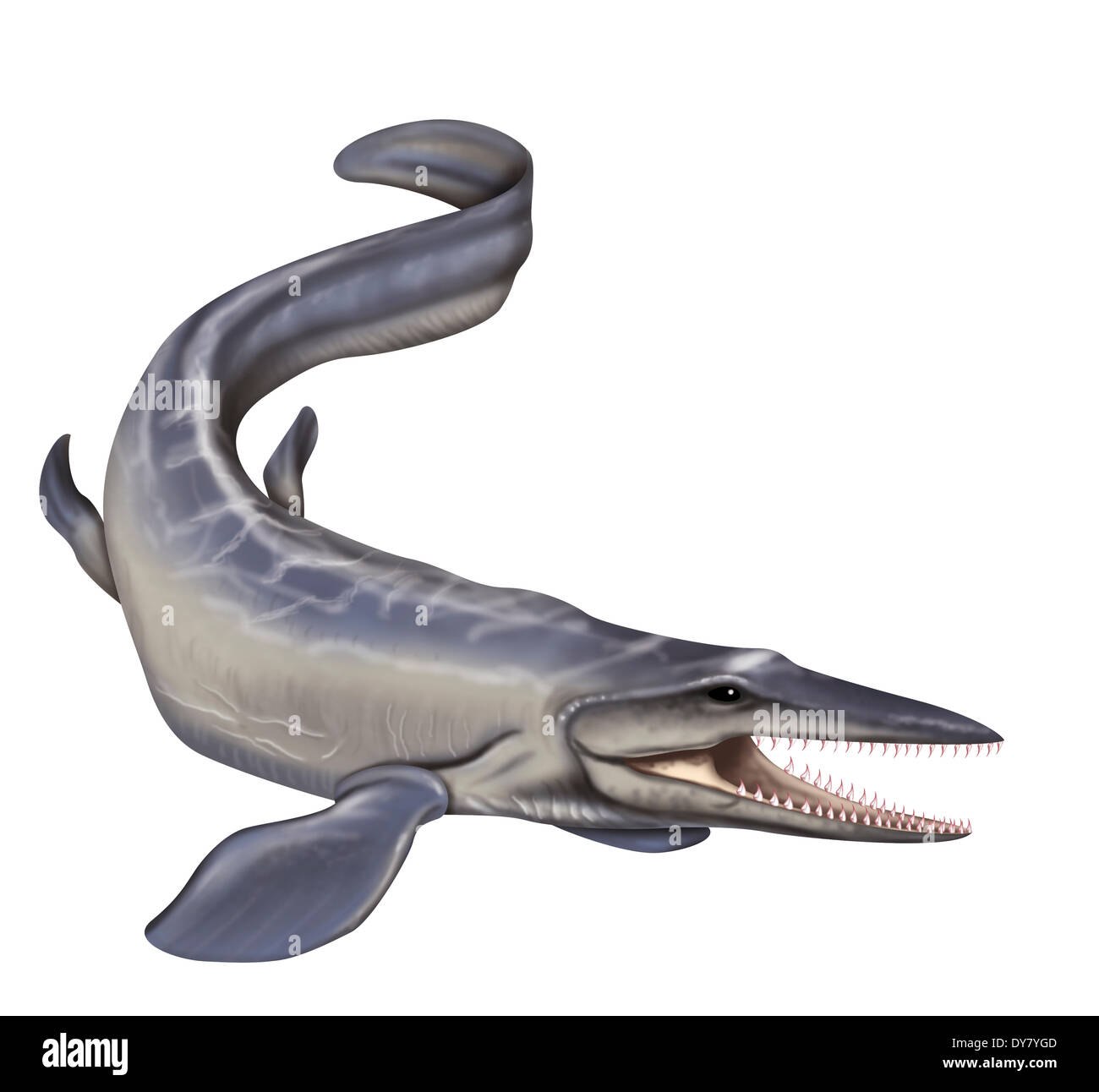 Mosasaur drawing hi-res stock photography and images - Alamy