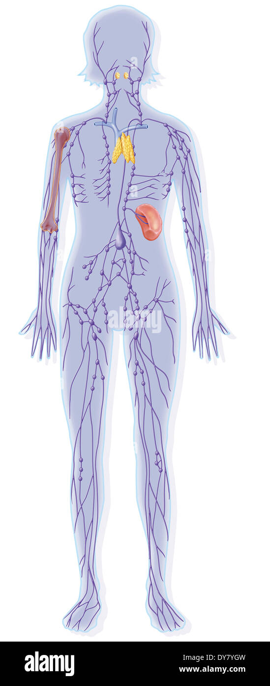 Immune system, illustration Stock Photo - Alamy