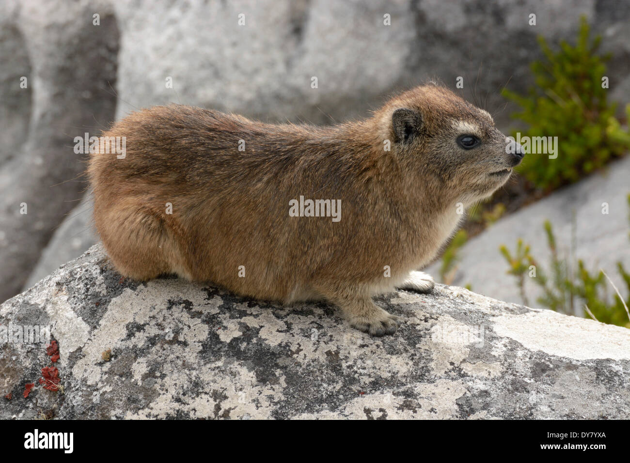 Rock Hyrax (Procavia capensis) on Table Mountain, Cape Town, Western ...