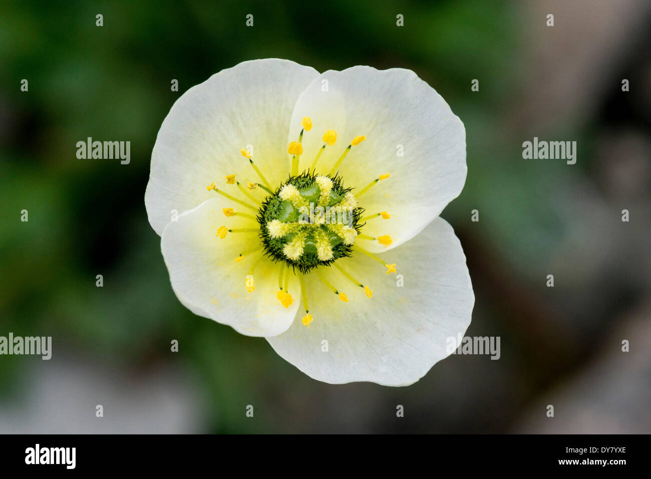 Svalbard poppy (Papaver dahlianum), flower, Spitsbergen, Svalbard ...