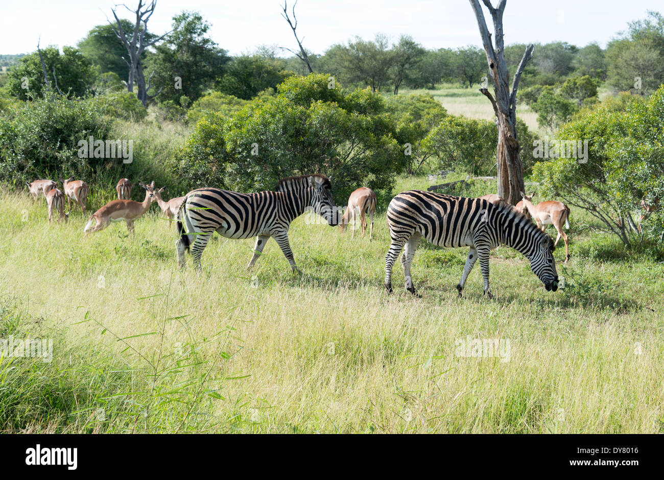 Zebra and impala hi-res stock photography and images - Alamy