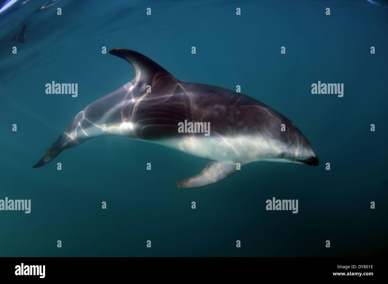 Dusky Dolphin High Resolution Stock Photography and Images - Alamy