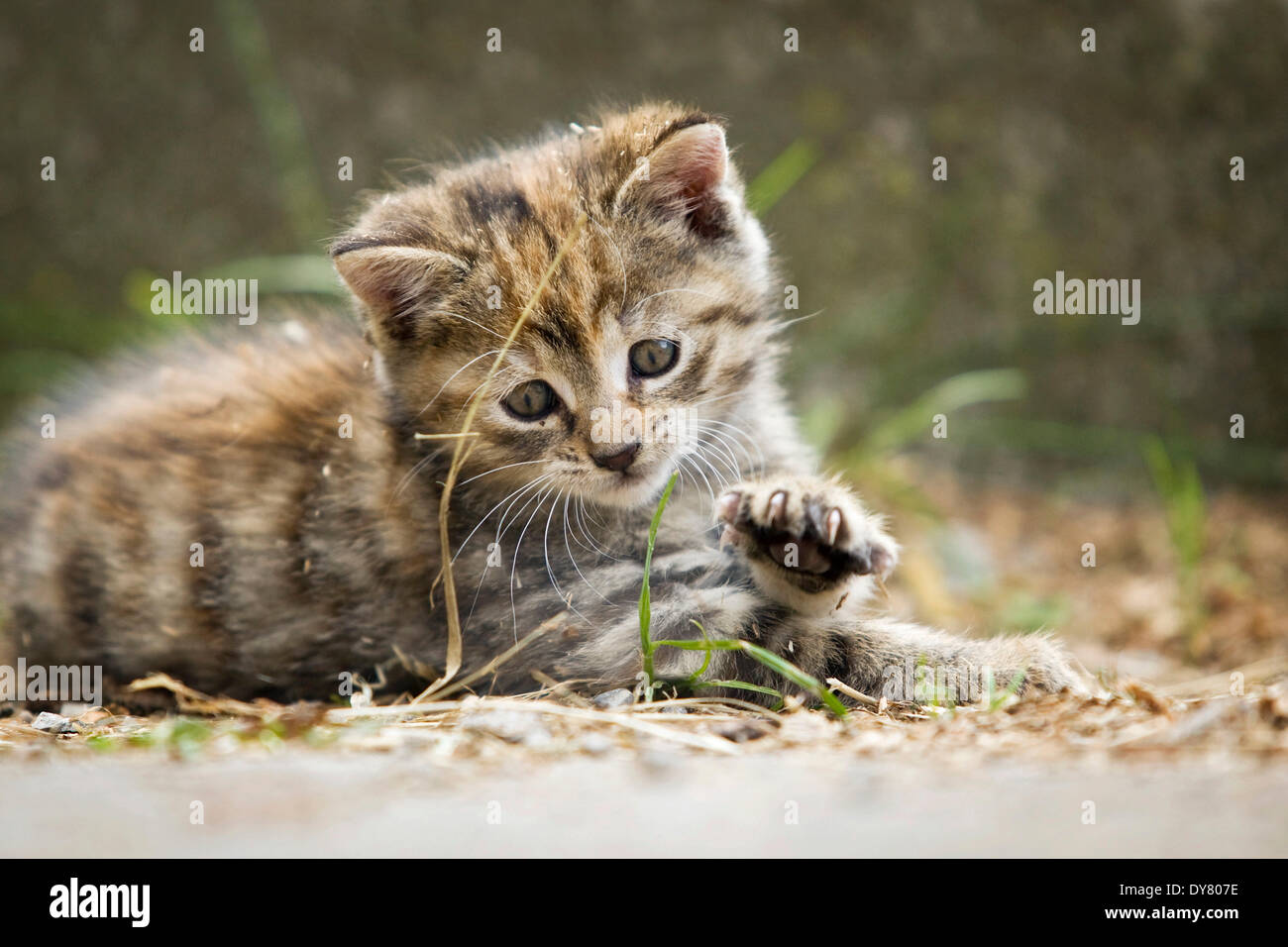 Brown-red-tabby kitten striking with paw, Germany Stock Photo - Alamy