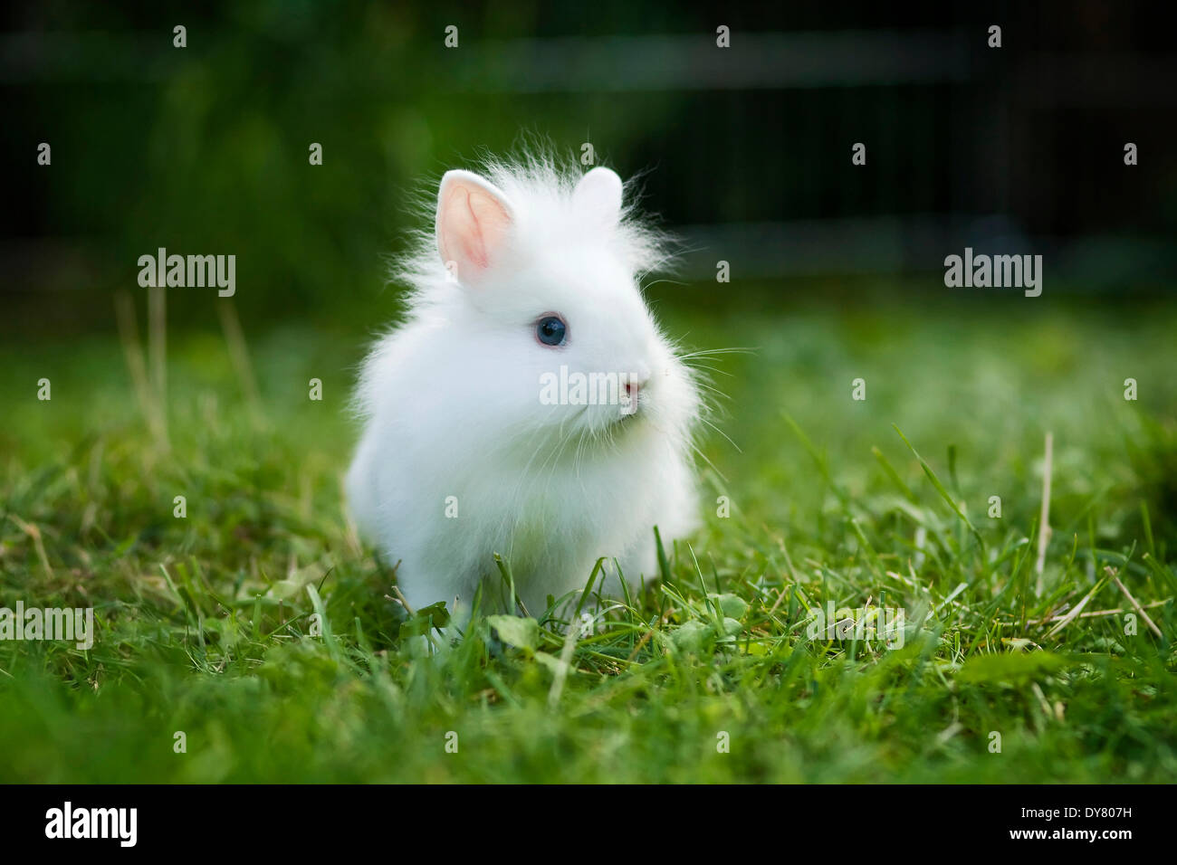 Lionhead Rabbit