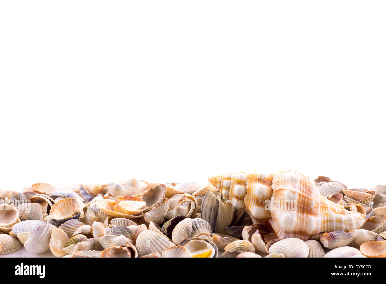 Sea shells against white background Stock Photo - Alamy