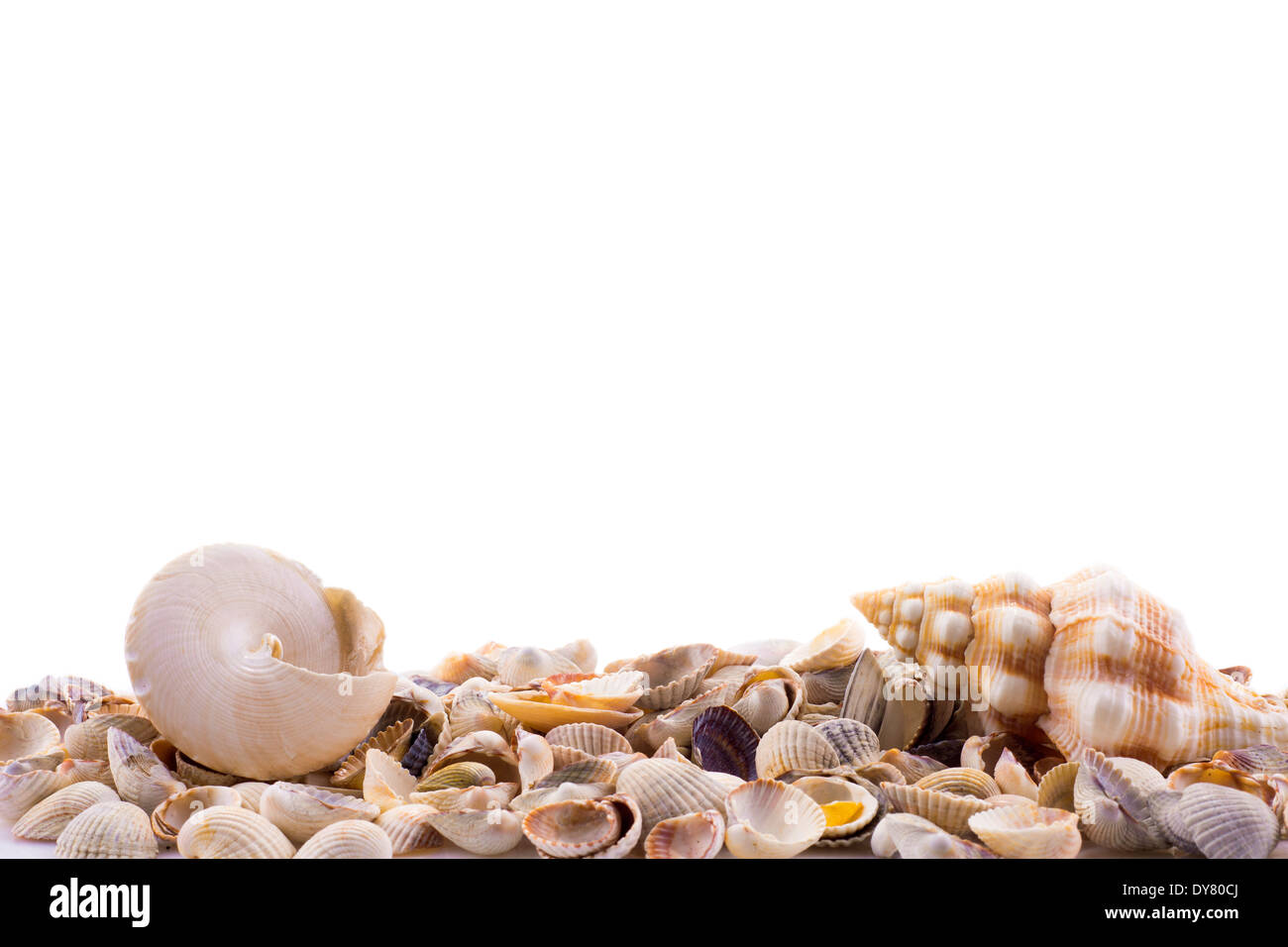 Sea shells against white background Stock Photo - Alamy