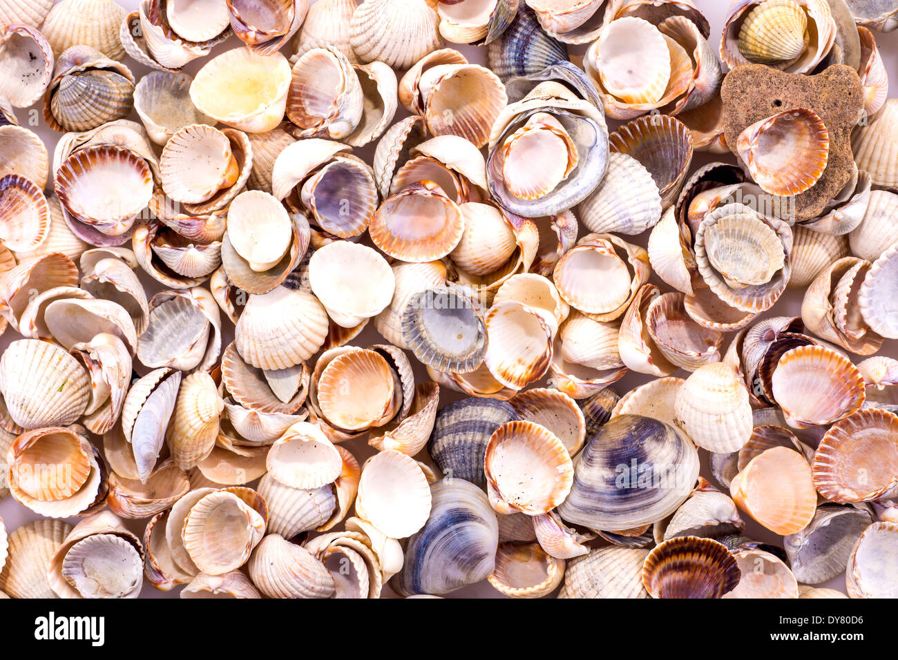 Sea shells background Stock Photo - Alamy