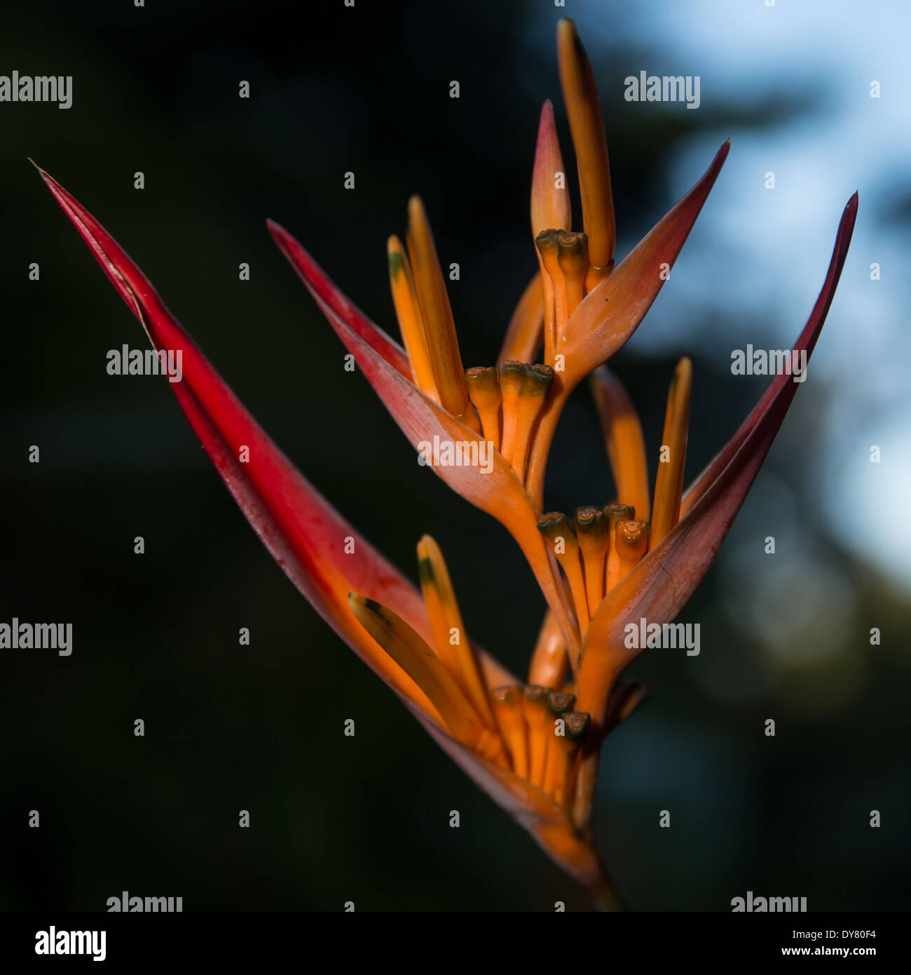 Single Hawaiian tropical flower Stock Photo - Alamy