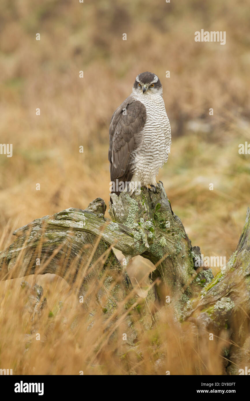 Female goshawk hi-res stock photography and images - Alamy