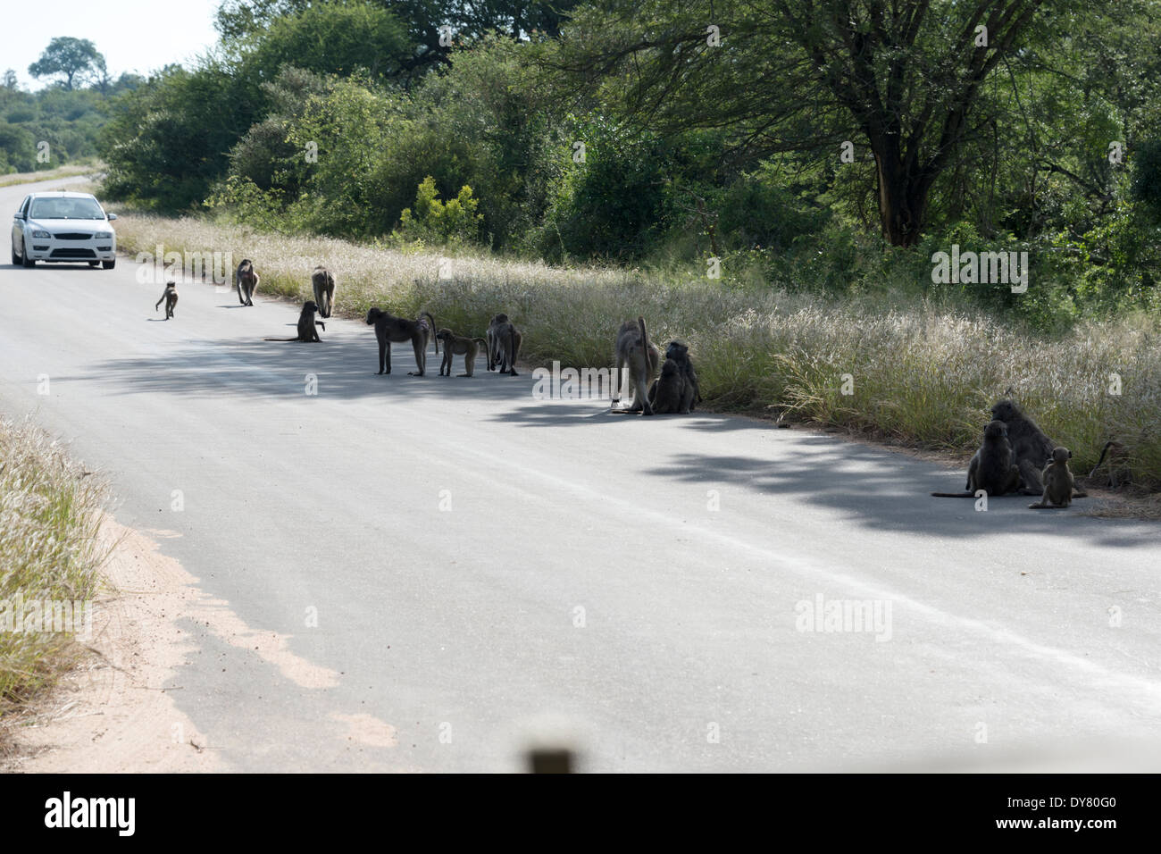 safari in kruger national park south africa with monkeys on the road ...