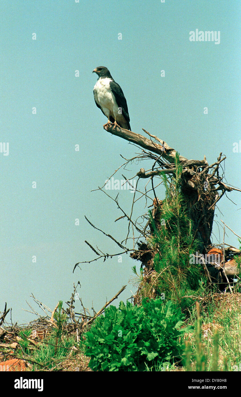 Eastern Zimbabwe, 1998: A raptor waits at a good vantage point. Trout ...