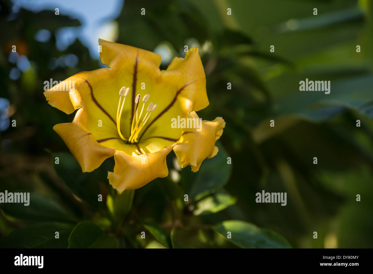 Yellow Hawaiian flower with green foilage Stock Photo - Alamy