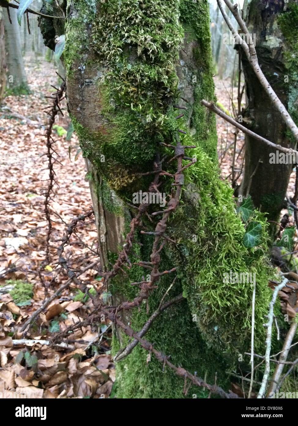 Verdun, France. 20th Feb, 2014. A tree has overgrown the remains of a ...