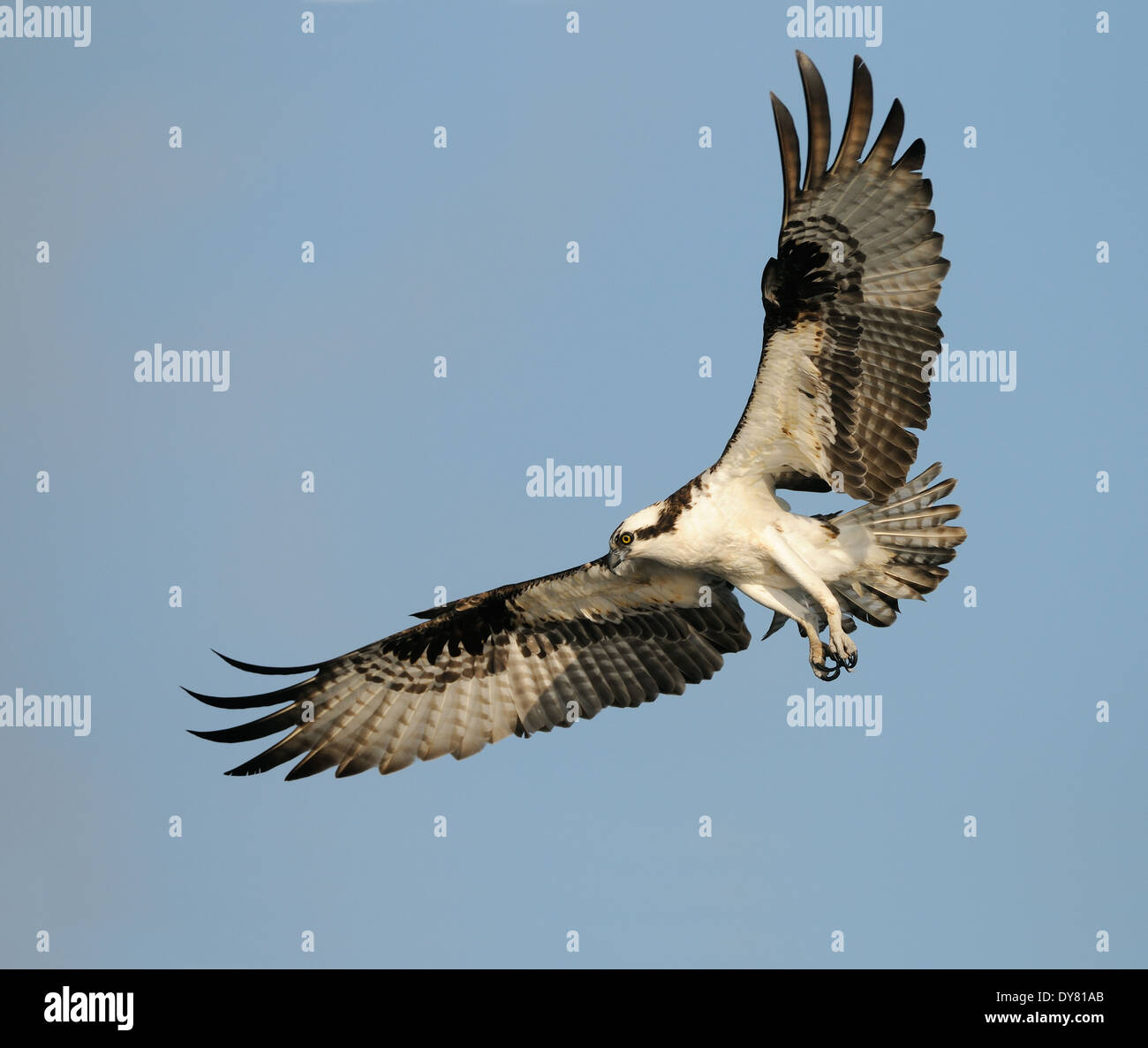 Family pandionidae hi-res stock photography and images - Alamy