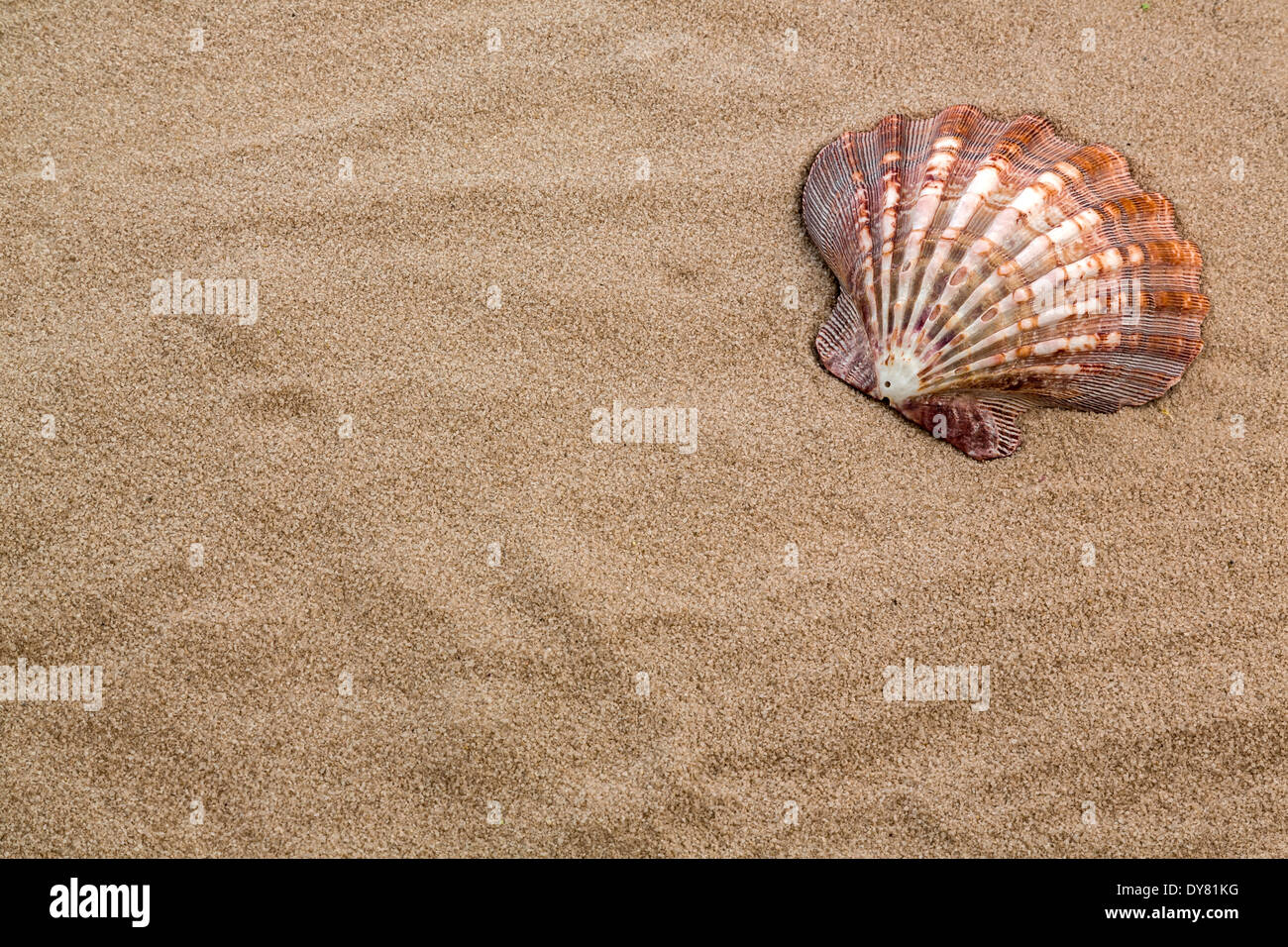 Shell lying on beach, close-up Stock Photo - Alamy
