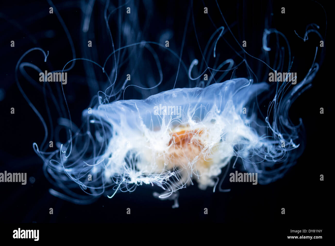 Abstract jelly fish background Stock Photo - Alamy